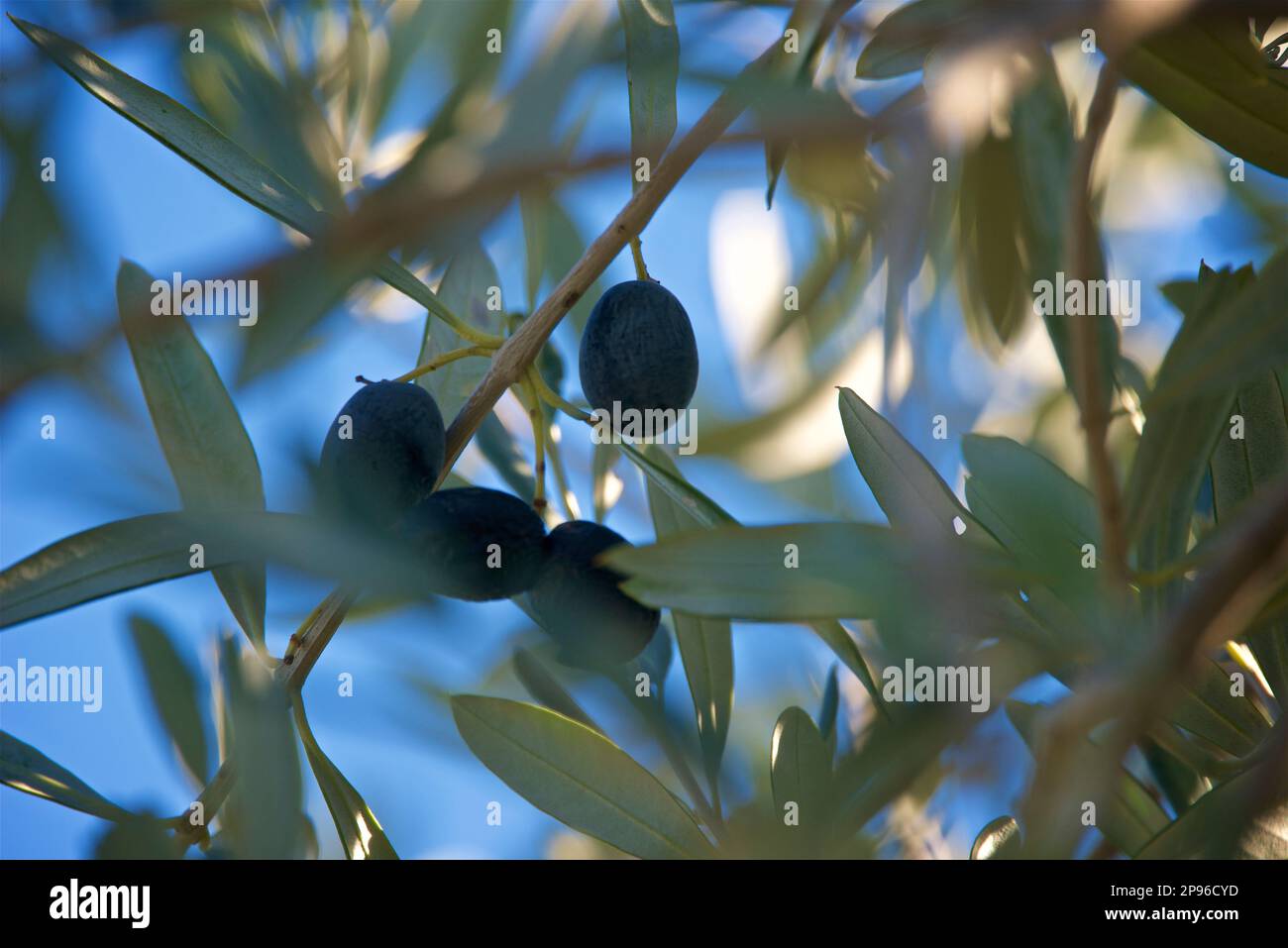 Black olives growing on an olive tree, Province of Matera, Basilicata ...