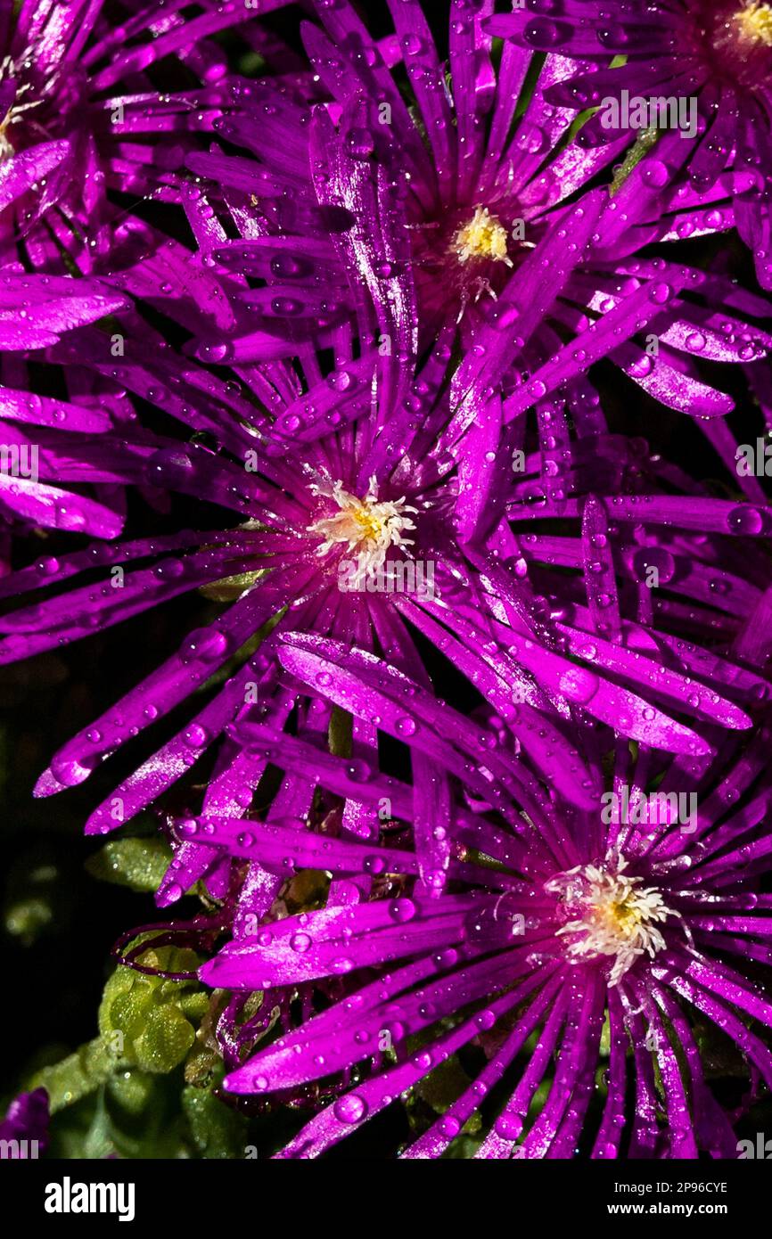 Purple Flowers in the Colorado Sun Stock Photo - Alamy