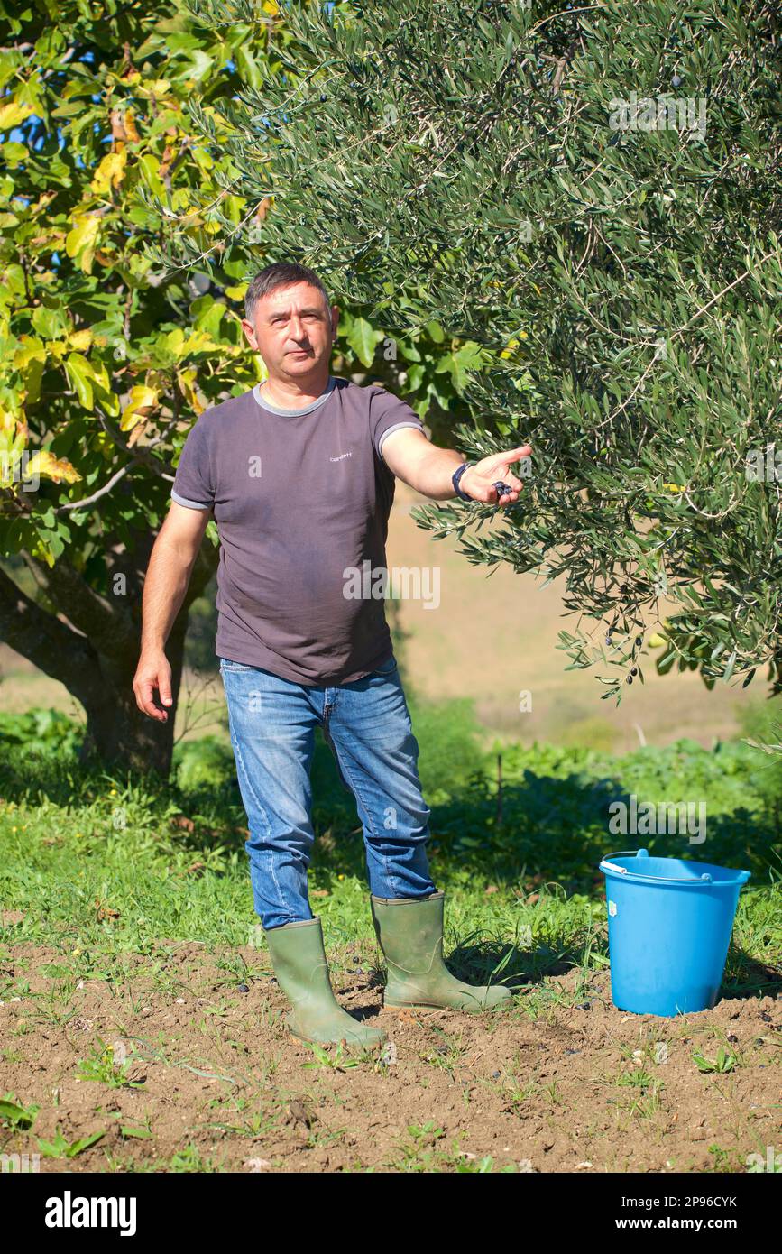 Italian farmer collecting black olives from an olive tree in the ...