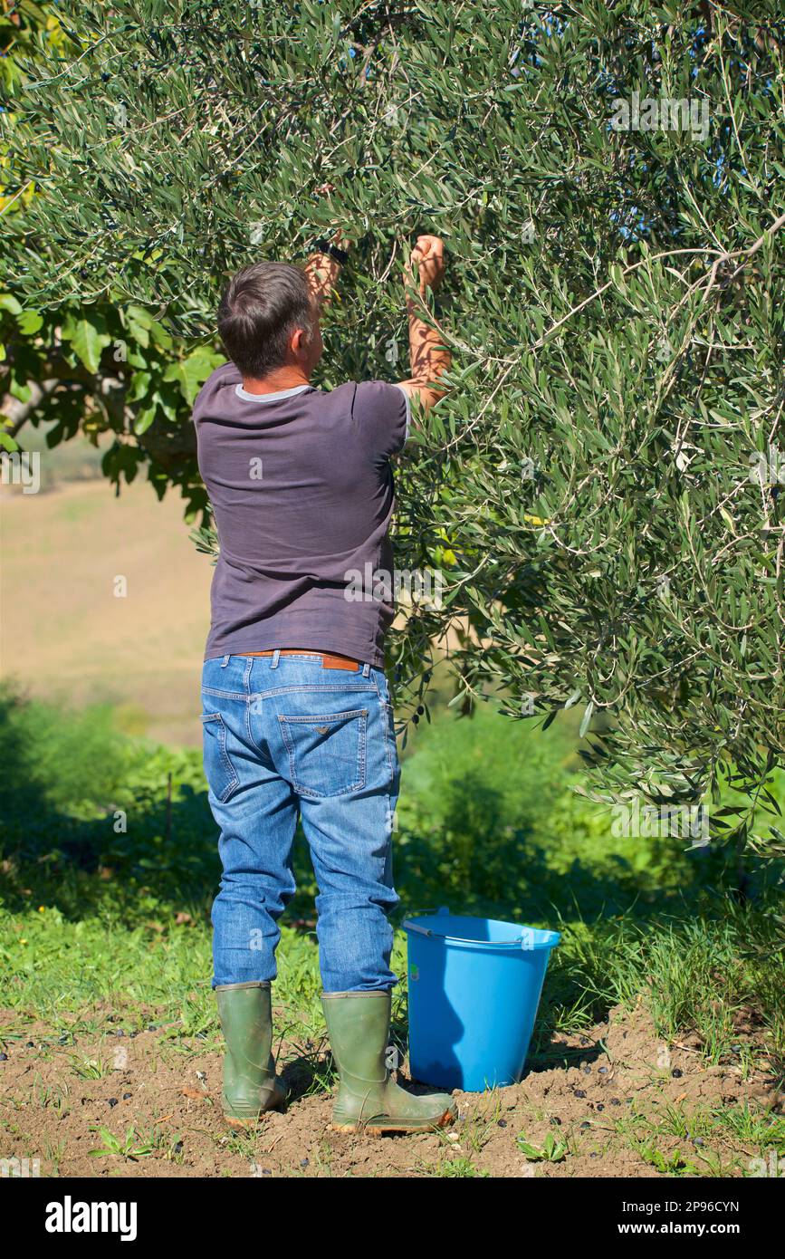 Italian farmer collecting black olives from an olive tree in the ...