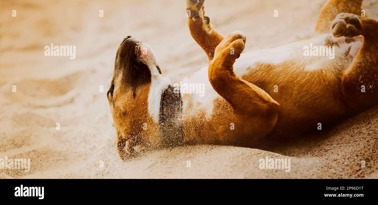 Cute funny ginger bull terrier is lying on the sand on the beach in the ...