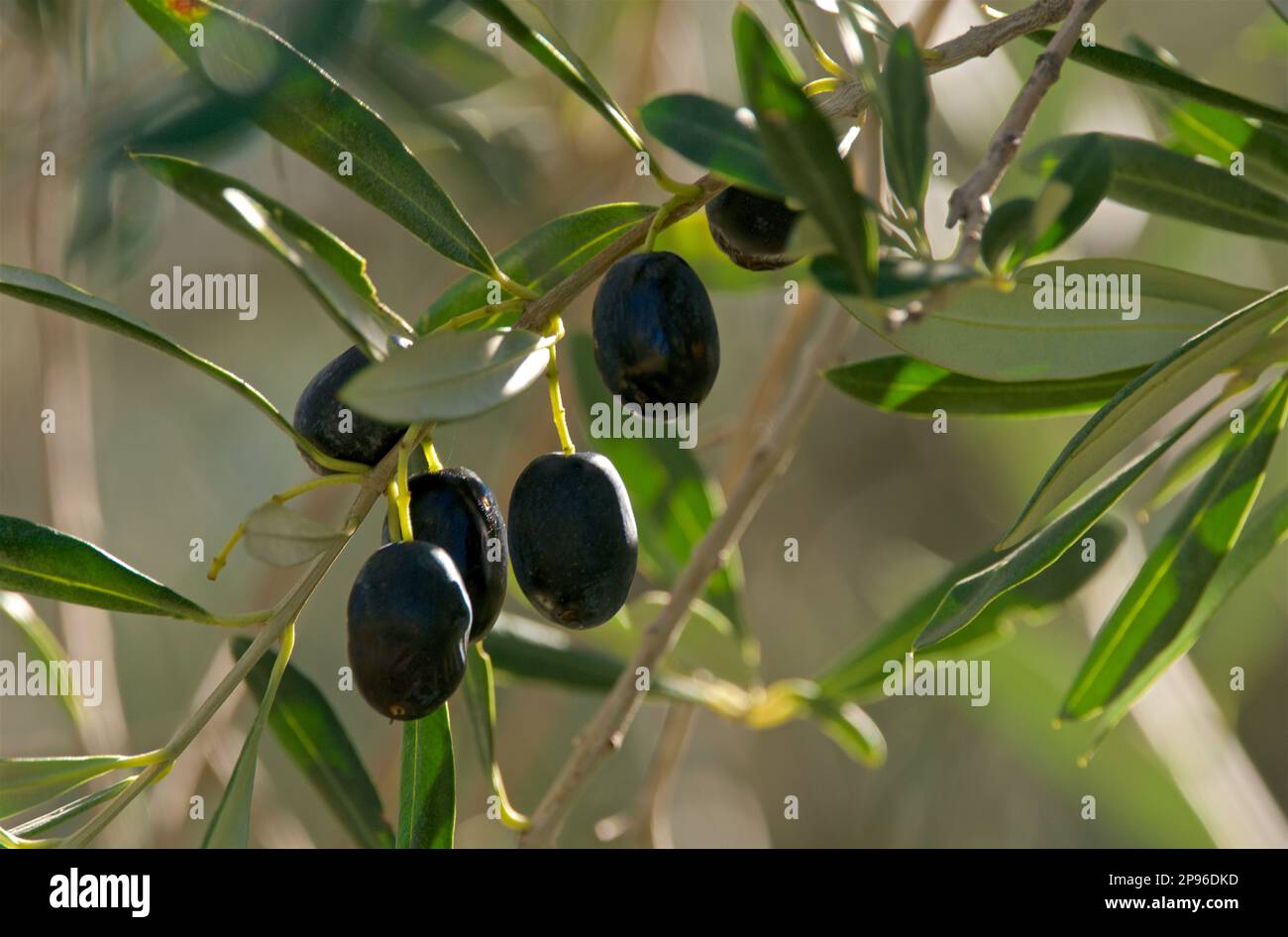 Black olives growing on an olive tree, Province of Matera, Basilicata ...