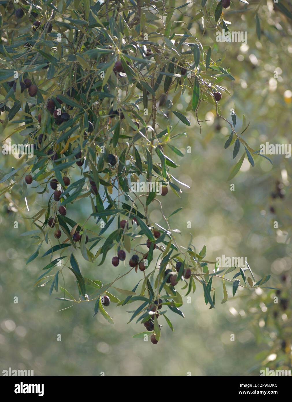 Black olive tree hi-res stock photography and images - Alamy