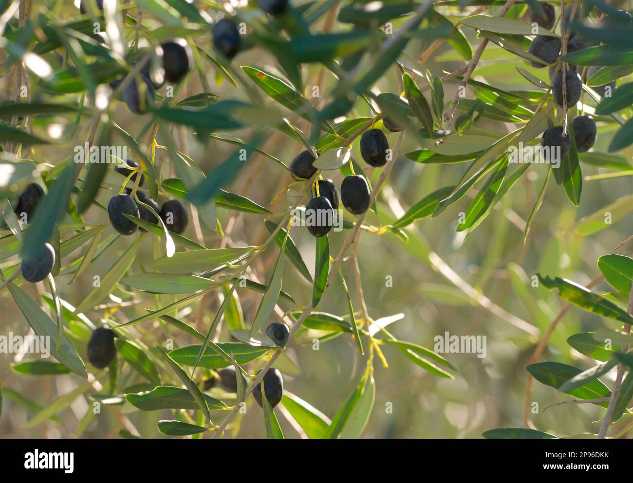 Black olive tree hi-res stock photography and images - Alamy