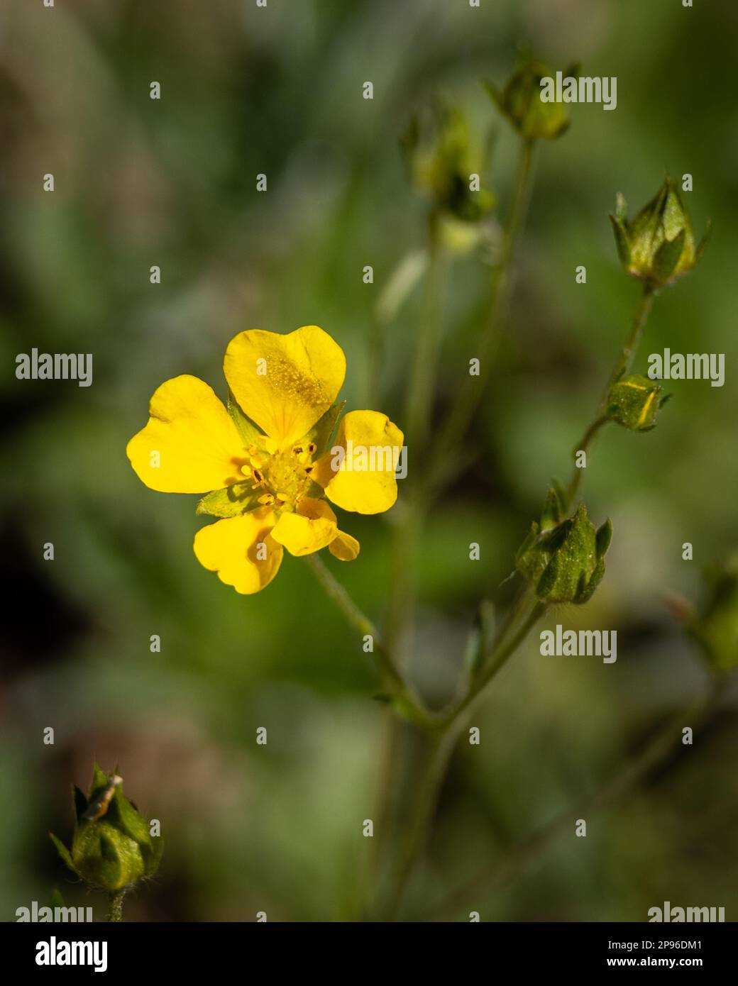 Colorado yellow flower hi-res stock photography and images - Alamy