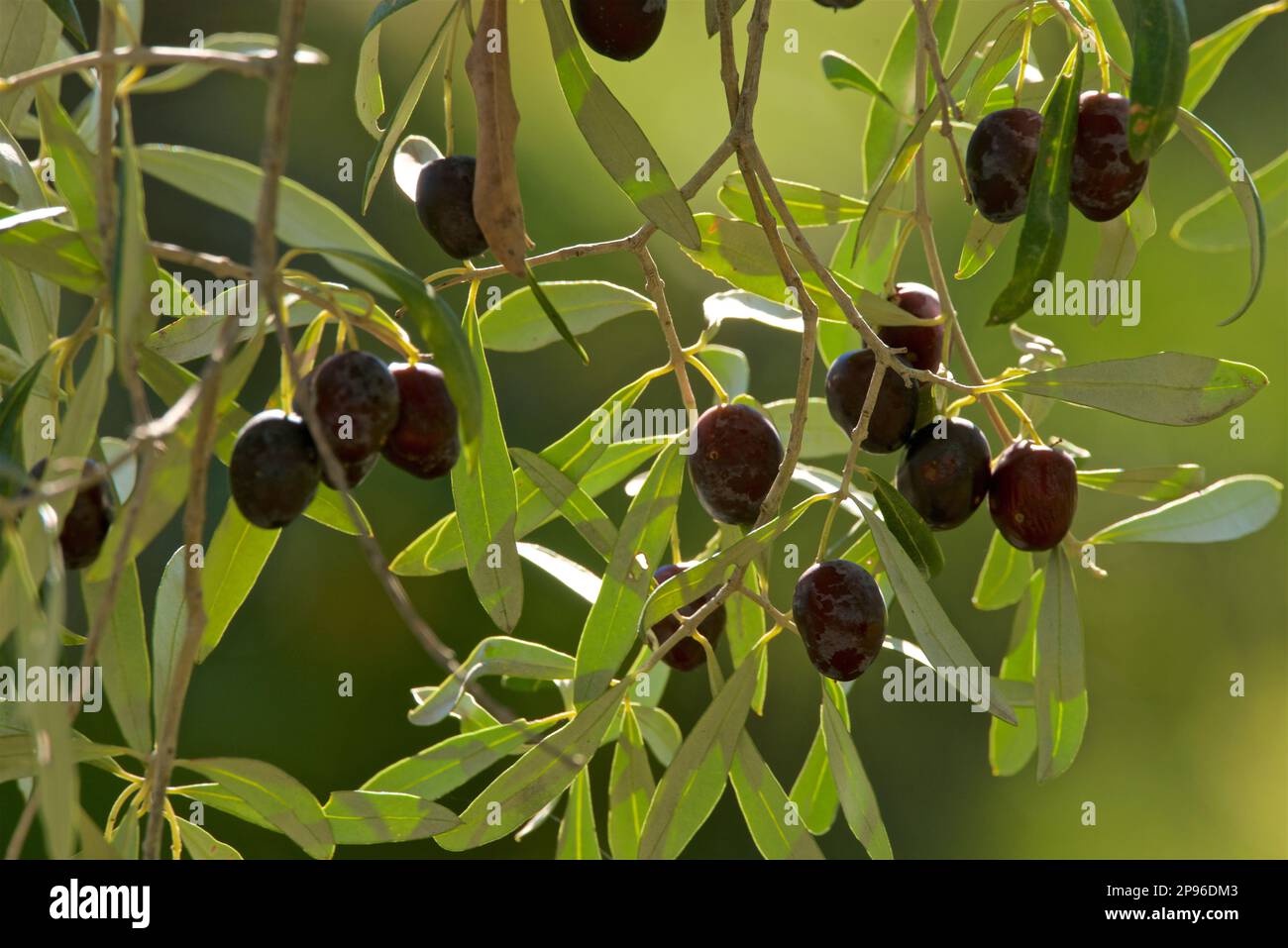 Black olives growing on an olive tree, Province of Matera, Basilicata ...