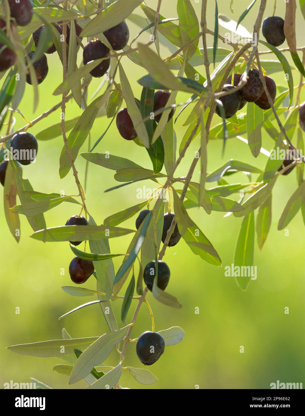 Black olive tree hi-res stock photography and images - Alamy