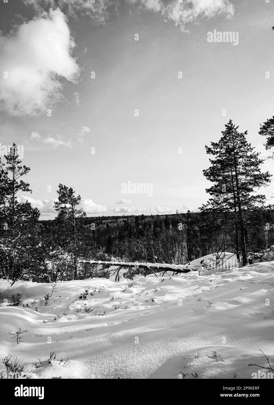 Woodland on the horizon Black and White Stock Photos & Images - Alamy