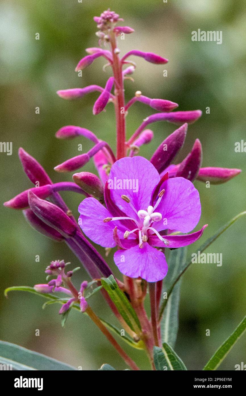 Purple Flowers in the Colorado Sun Stock Photo - Alamy