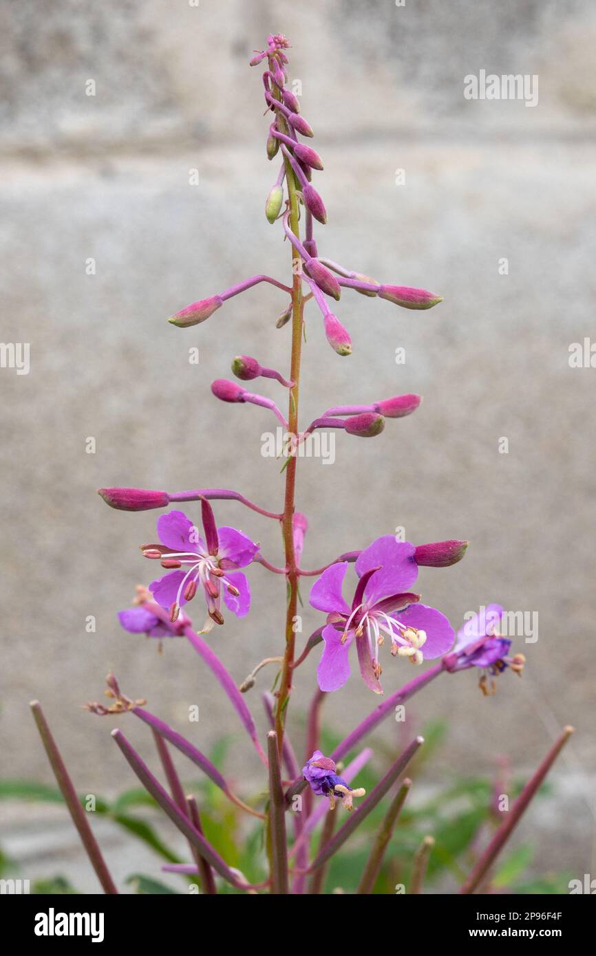 Rocky mountain purple flower hi-res stock photography and images - Alamy