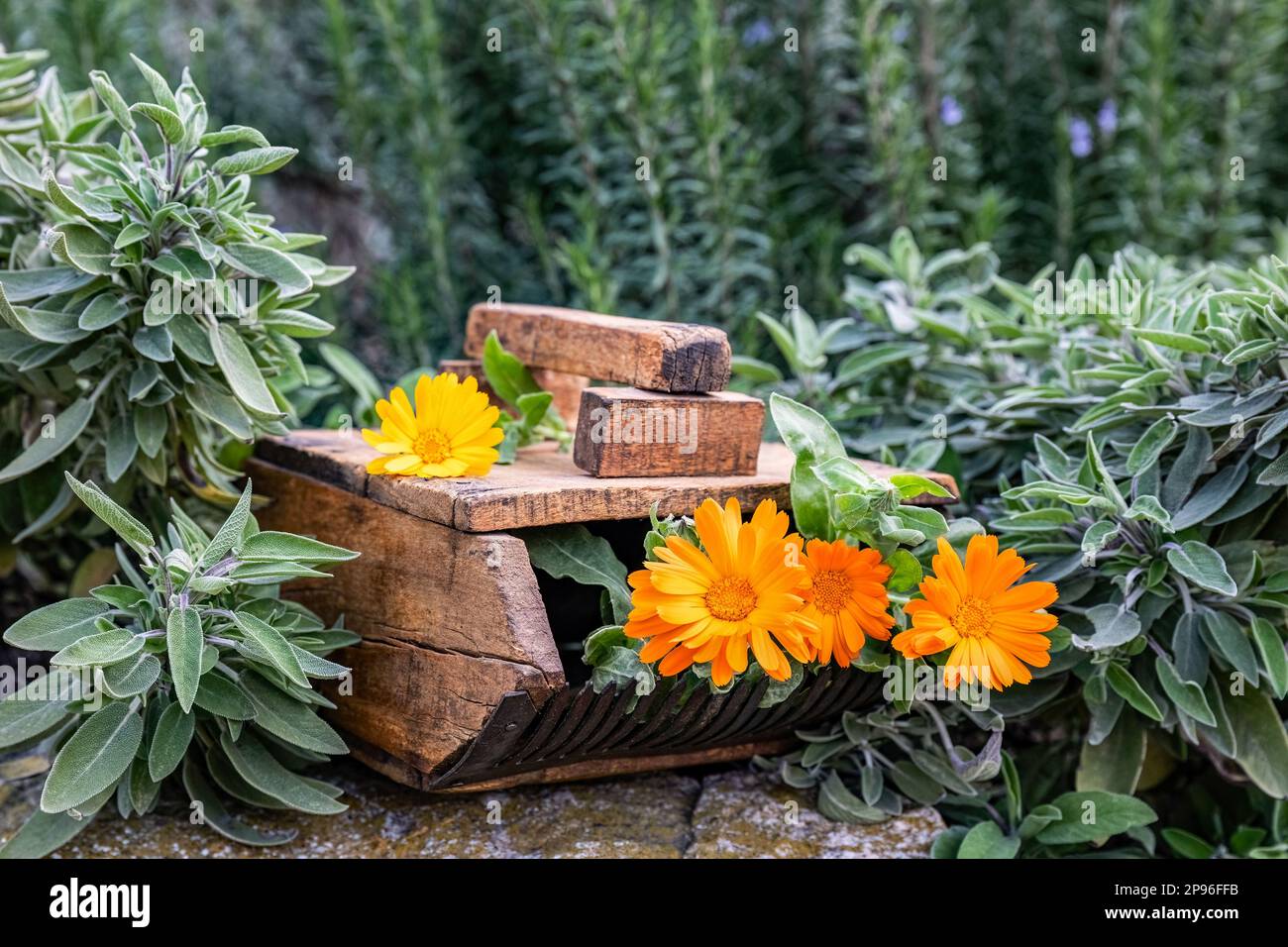 Chamomile harvest rake hi-res stock photography and images - Alamy