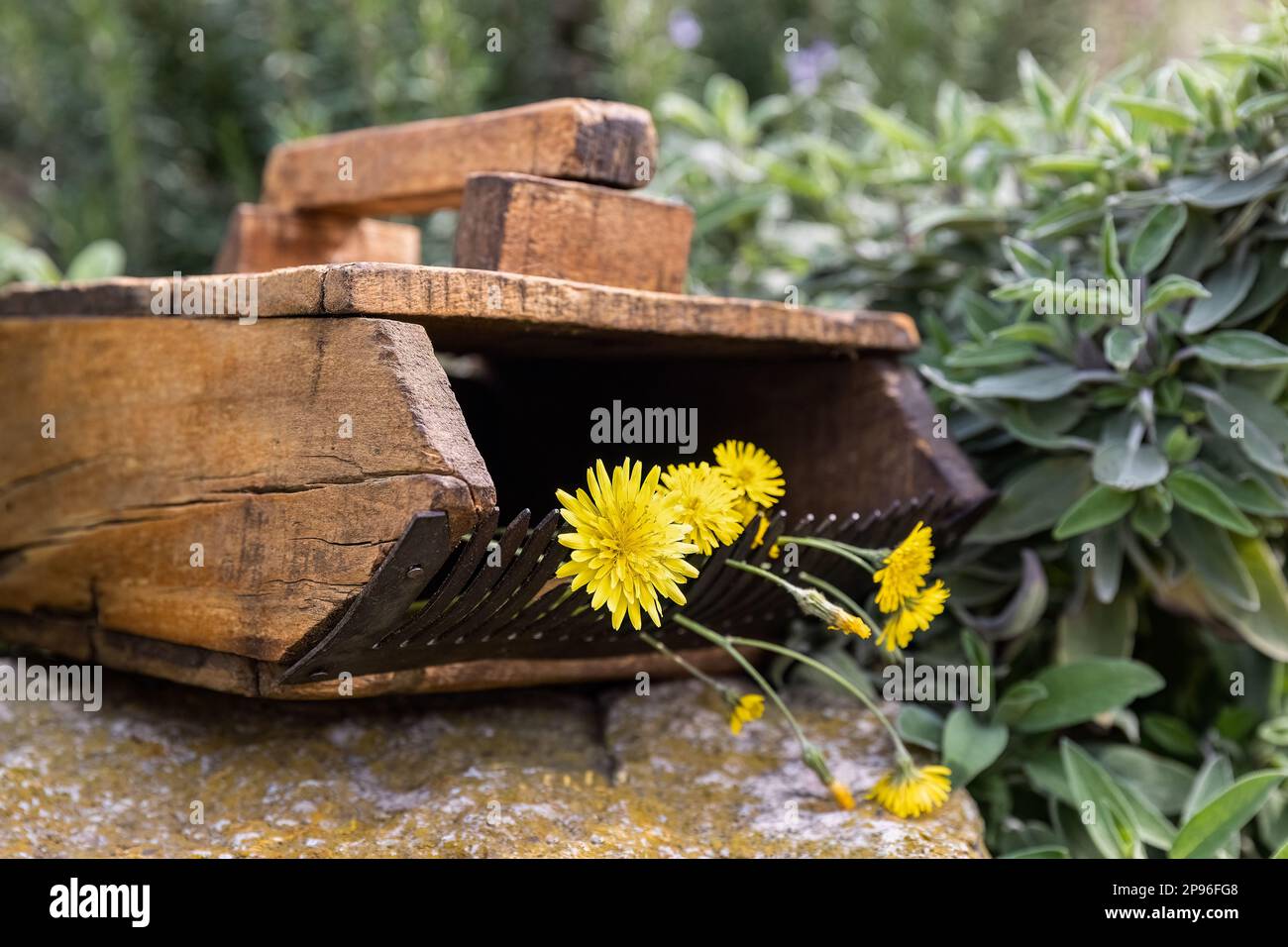 Chamomile harvest rake hi-res stock photography and images - Alamy