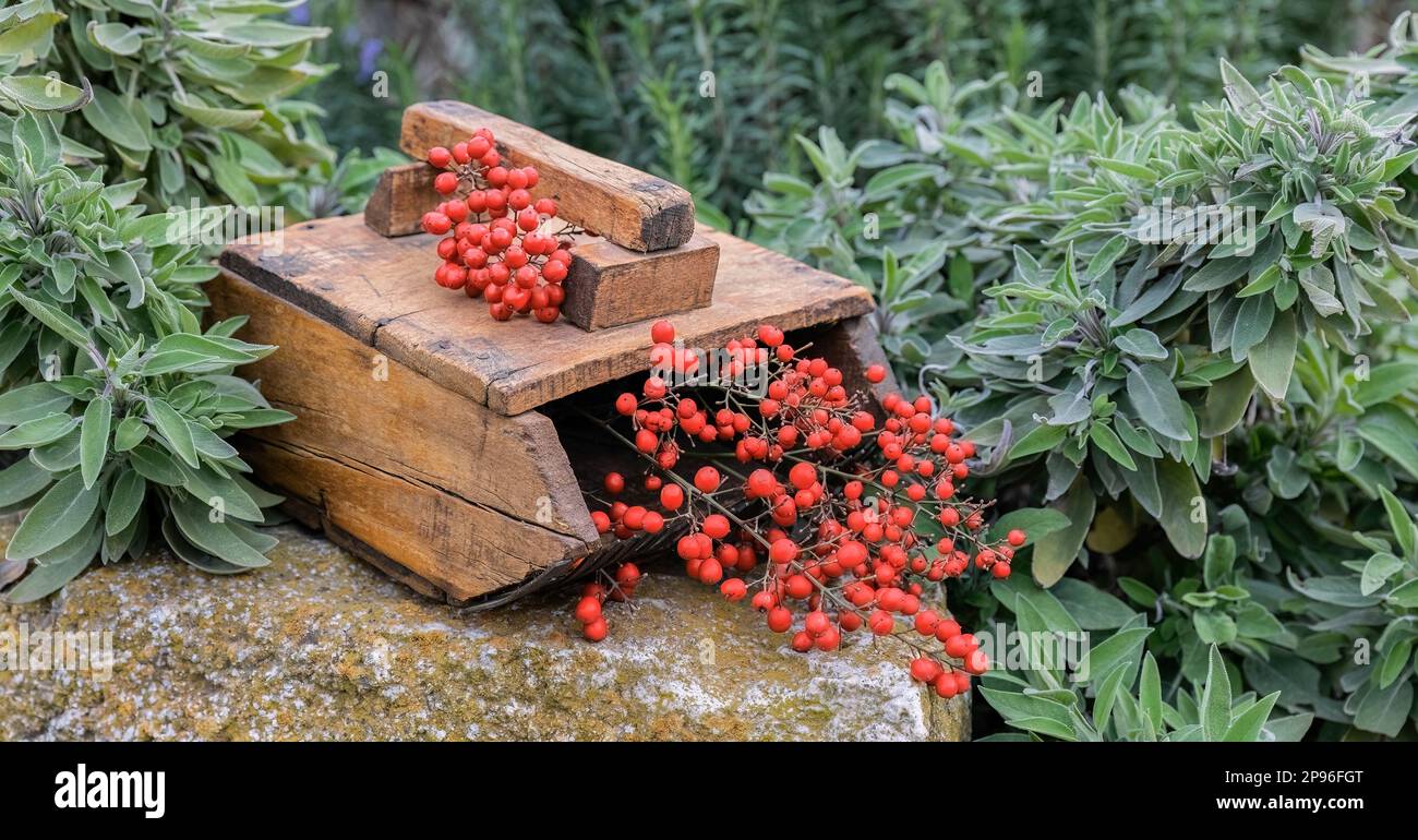 Chamomile harvest rake hi-res stock photography and images - Alamy