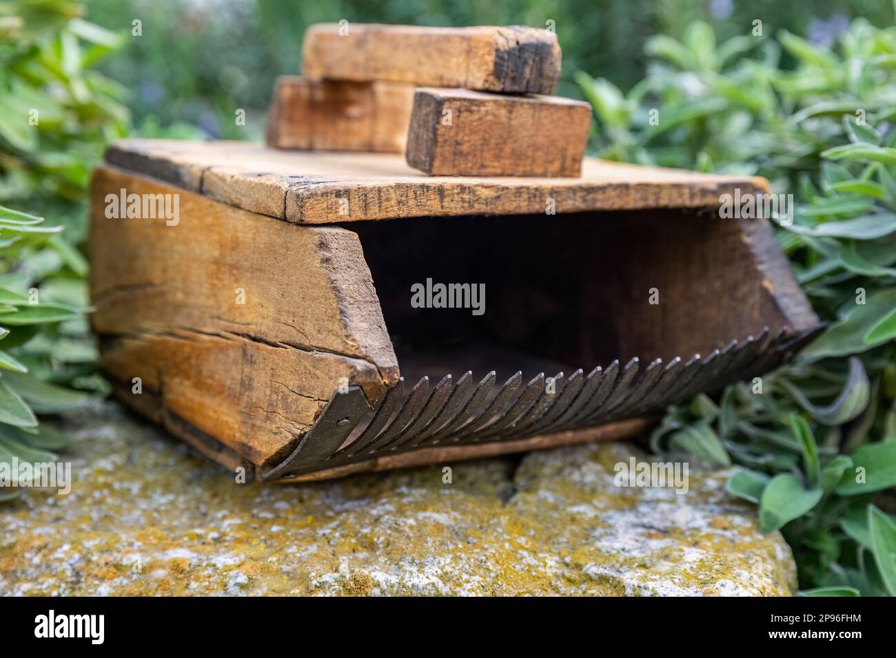 Chamomile harvest rake hi-res stock photography and images - Alamy