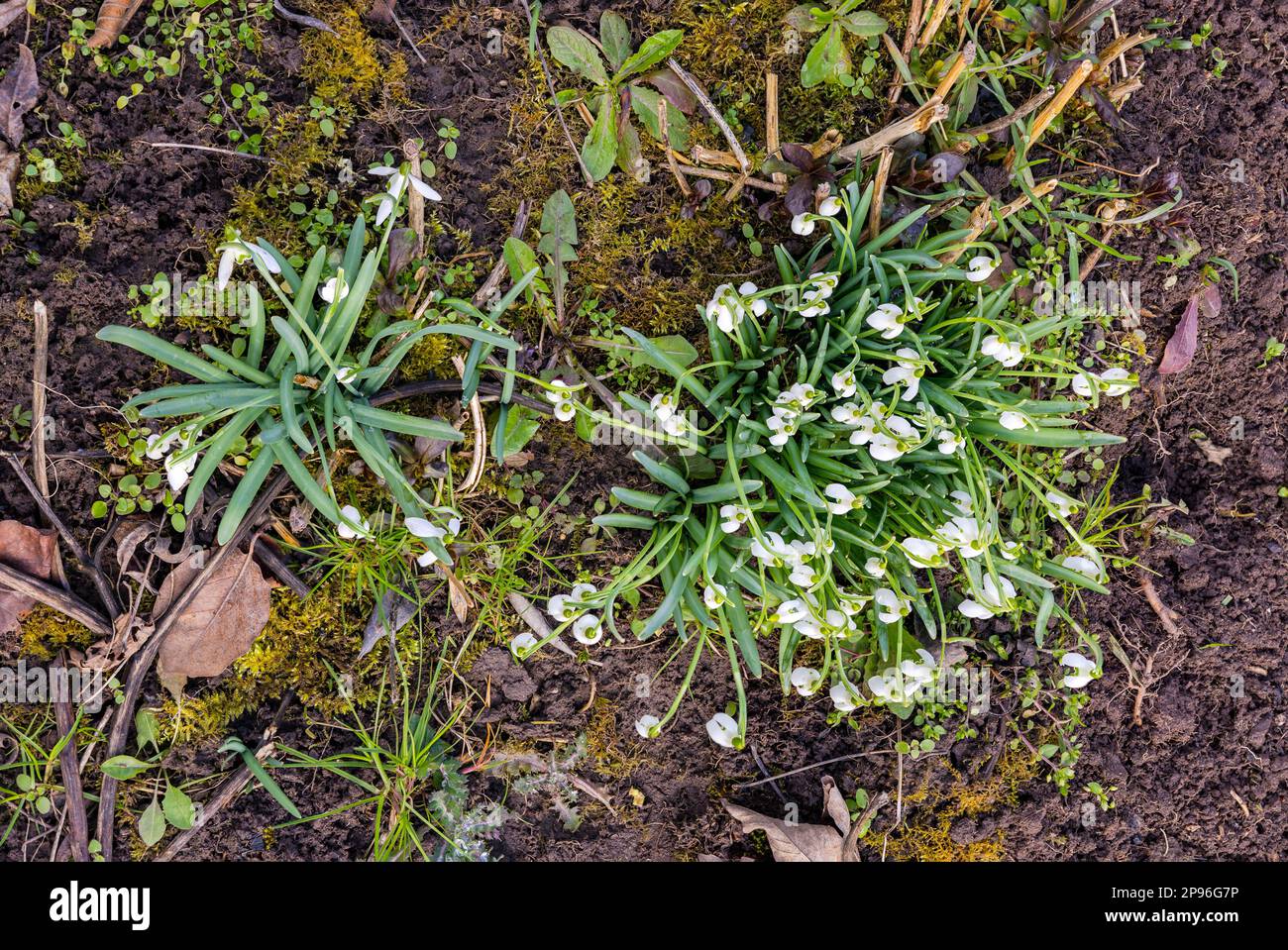 Top view of blooming snowdrops at the beginning of the year still in ...