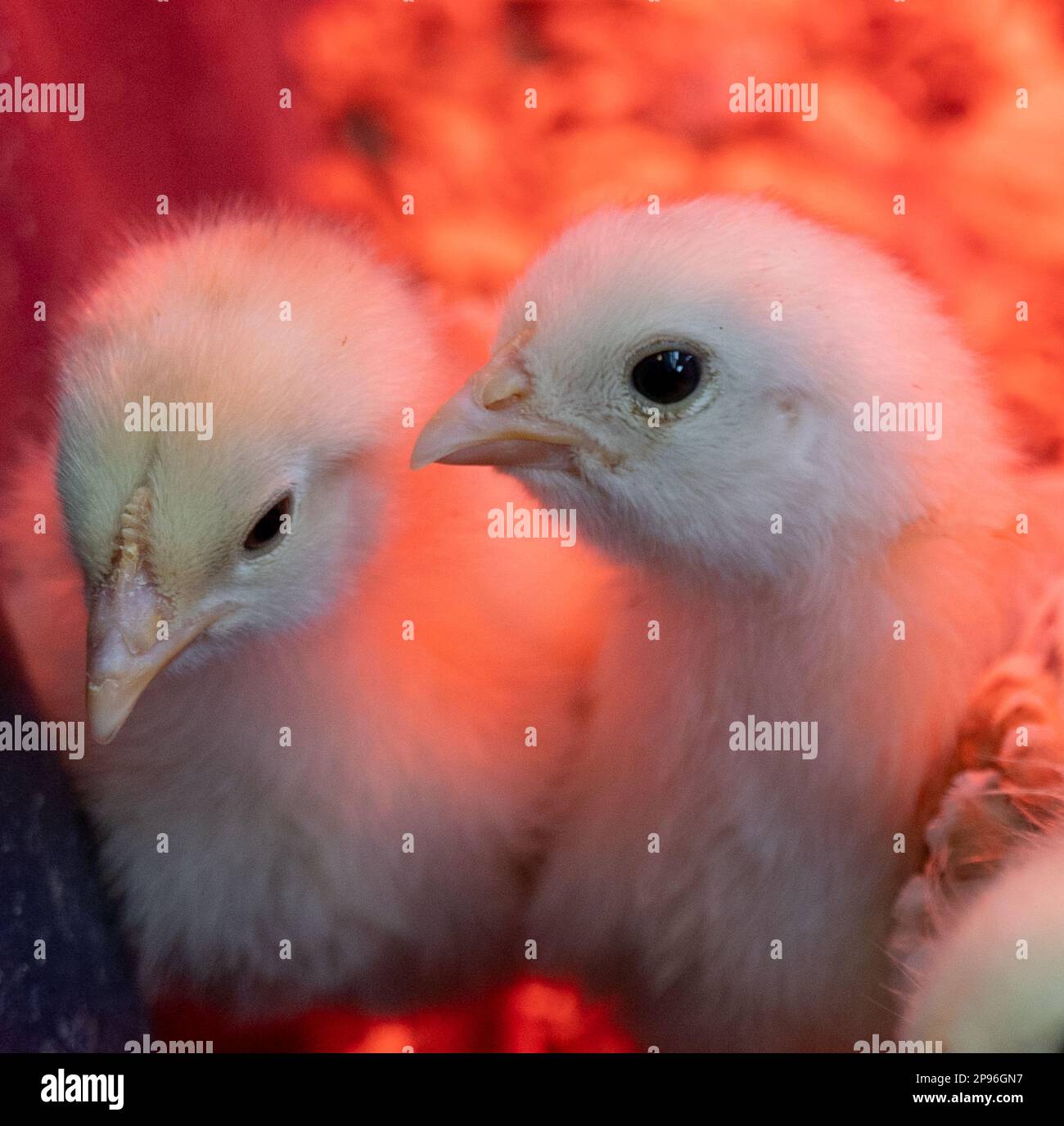 Cute baby chickens hi-res stock photography and images - Alamy