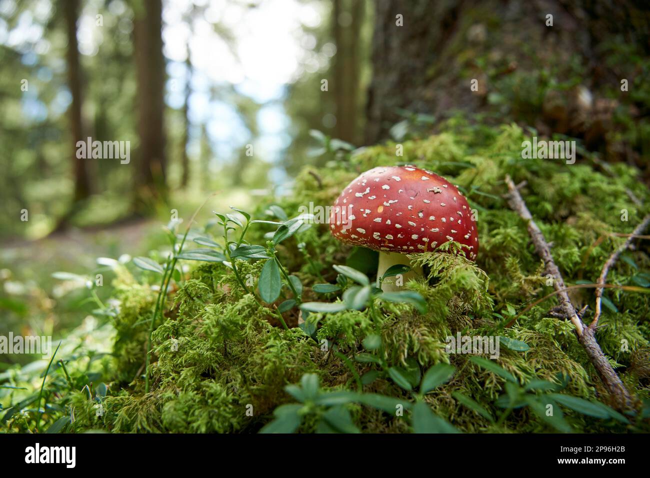 White dots on green ground hi-res stock photography and images - Alamy