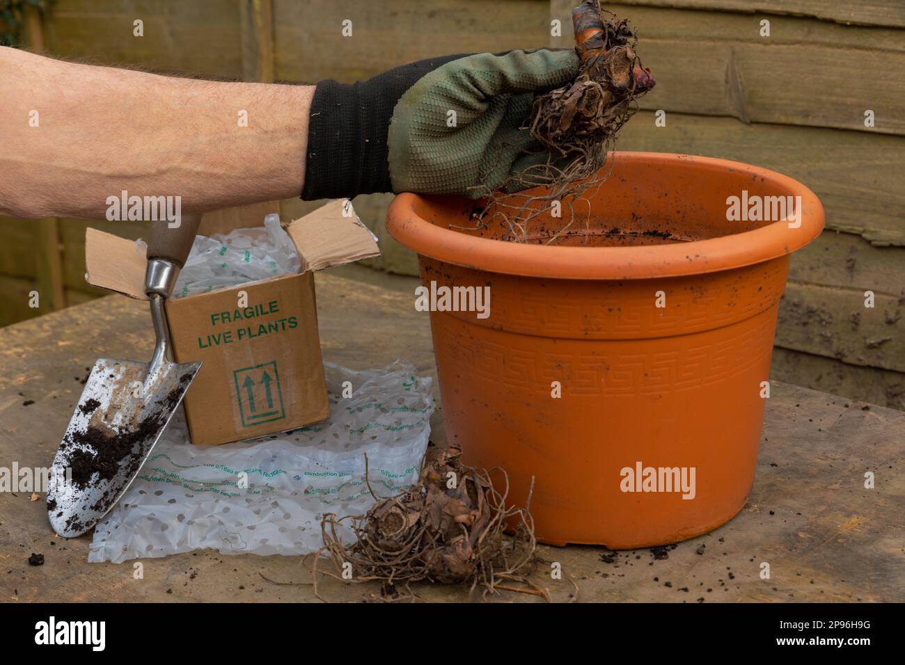 Teasing out root system of canna lily tropicanna tuber before planting ...