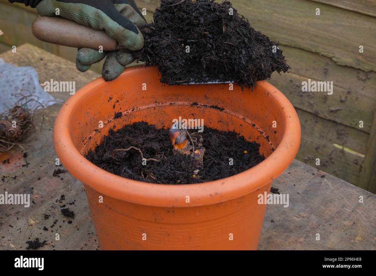 Using a high in nutrient rich compost for the plant to produce rich ...