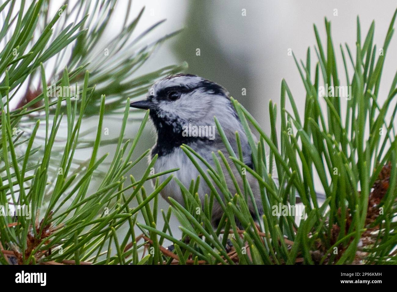 Black capped chickadees hi-res stock photography and images - Alamy