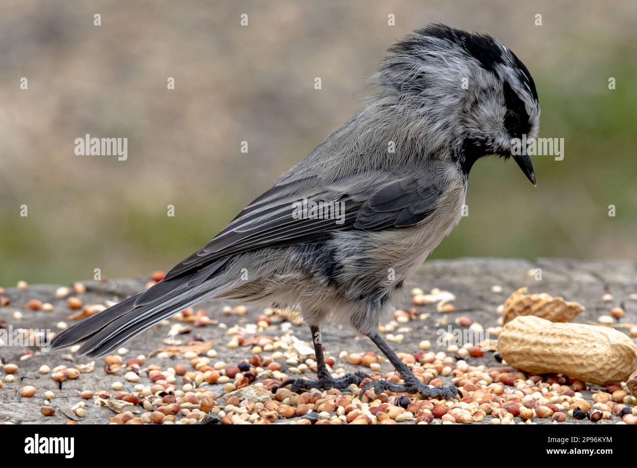 Black capped chickadees hi-res stock photography and images - Alamy