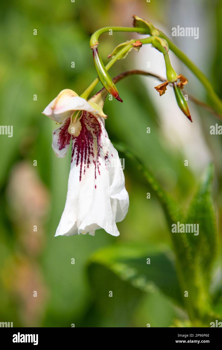 Close up of a dyers busy lizzie (impatiens tinctoria) flower in bloom ...