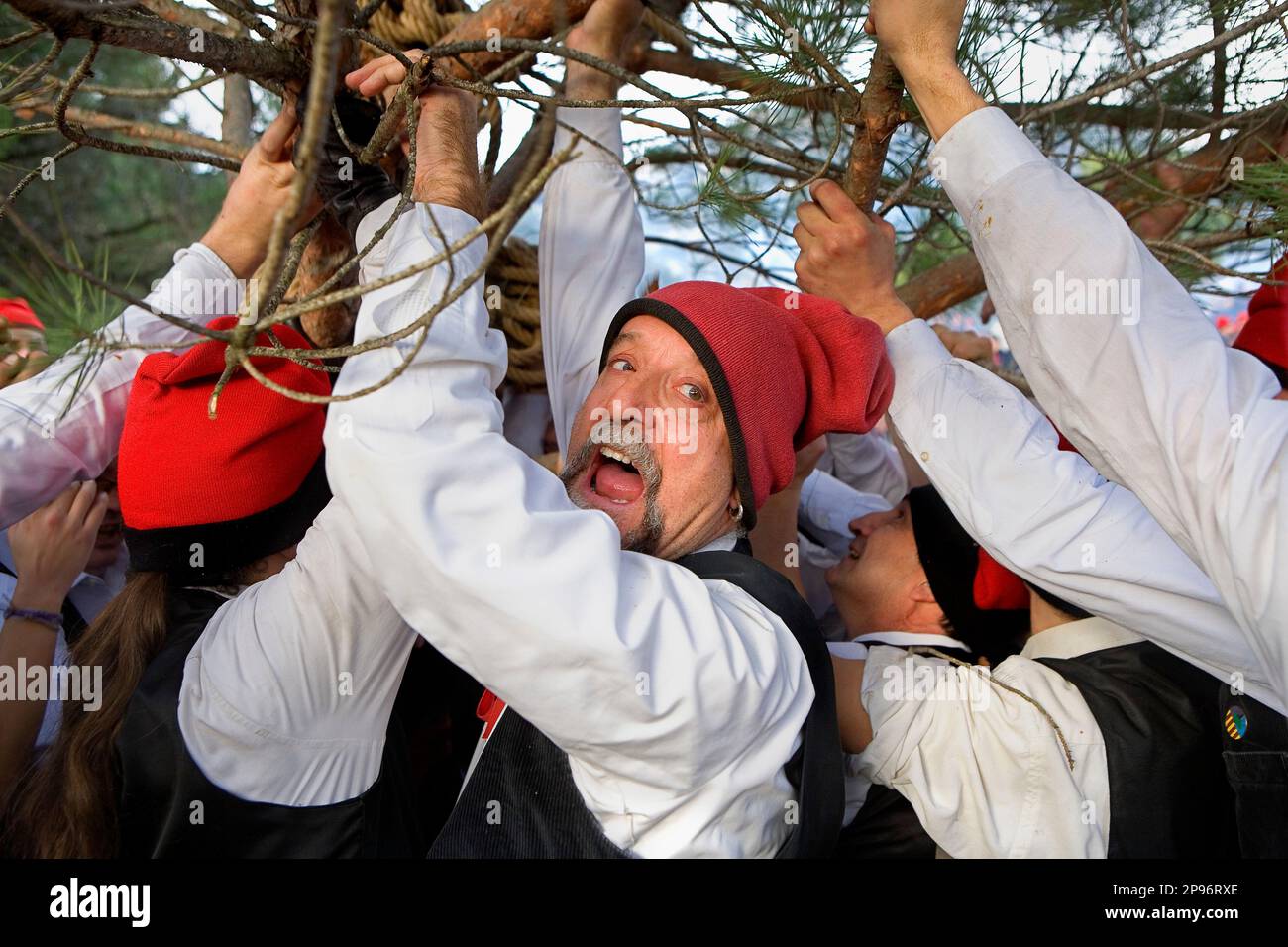 Pine festival, Centelles, Barcelona province, Catalonia, Spain Stock ...