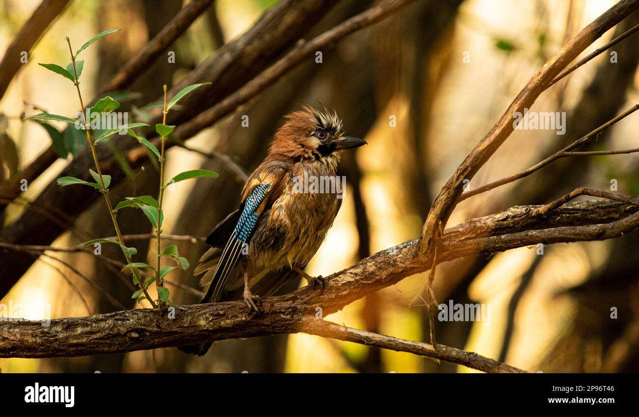 Jay in the branches hi-res stock photography and images - Alamy