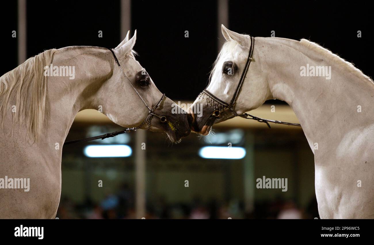 Imperial Baarez, right, owned by Tarek and Ahmed Hamdy Soliman, the ...
