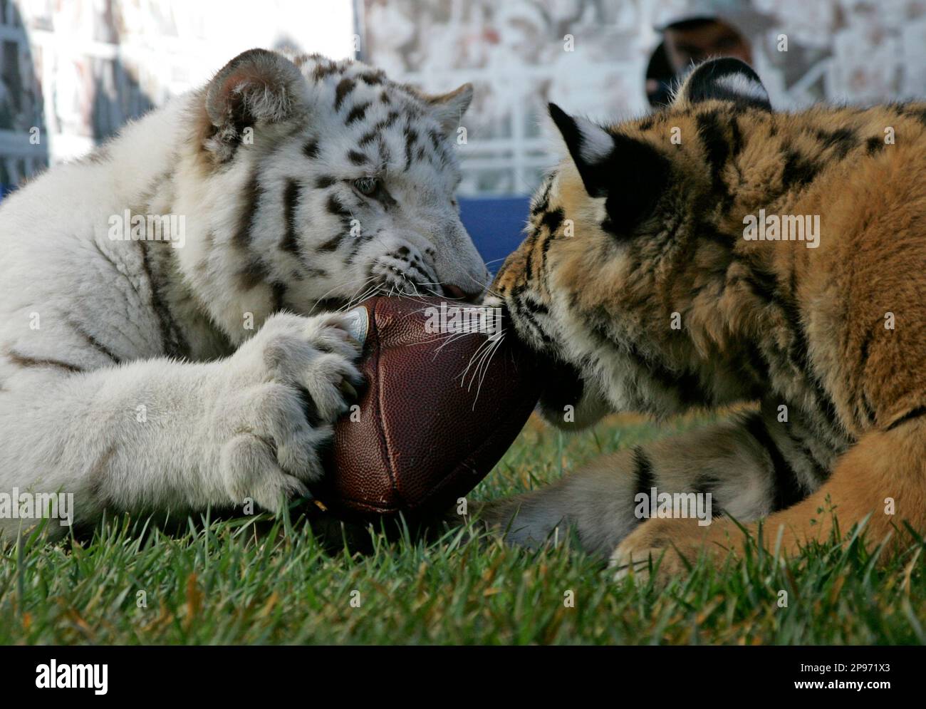 Tiger cubs playfully battle for a football during the "Cub Bowl" at the ...