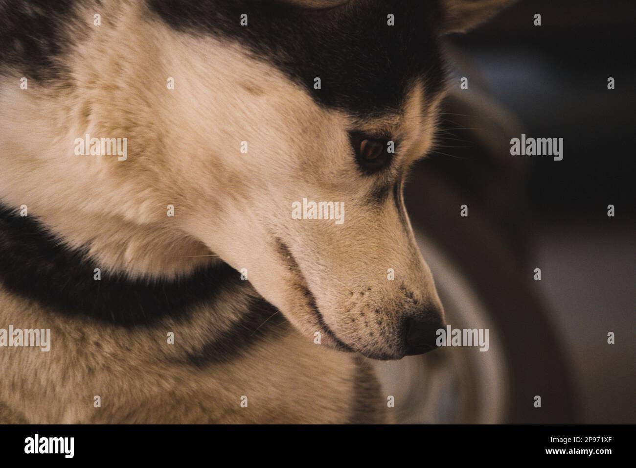Subtle pet art hi-res stock photography and images - Alamy