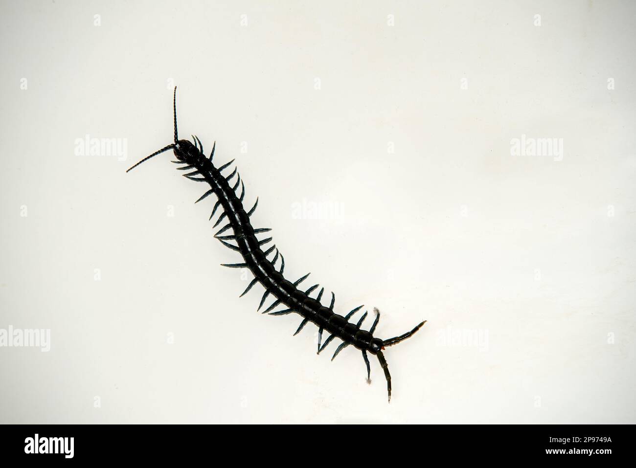 Centipede which had fallen from a thatch roof into a bath Stock Photo ...