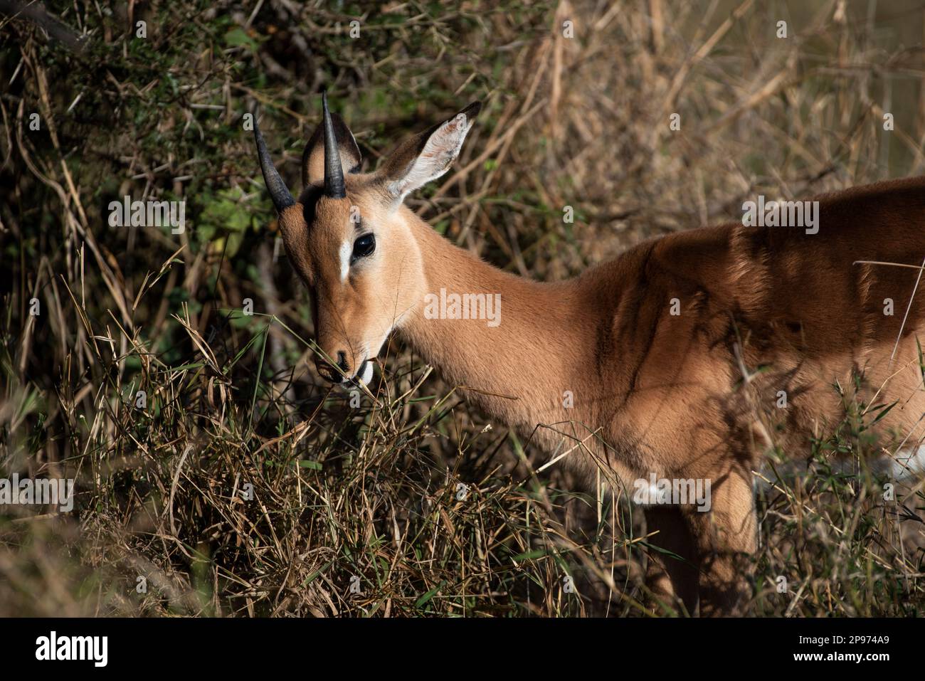 Impala medium sized antelope hi-res stock photography and images - Alamy