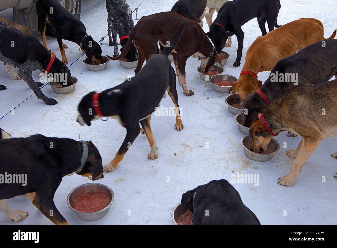 Teams sled dogs mushers hi-res stock photography and images - Alamy