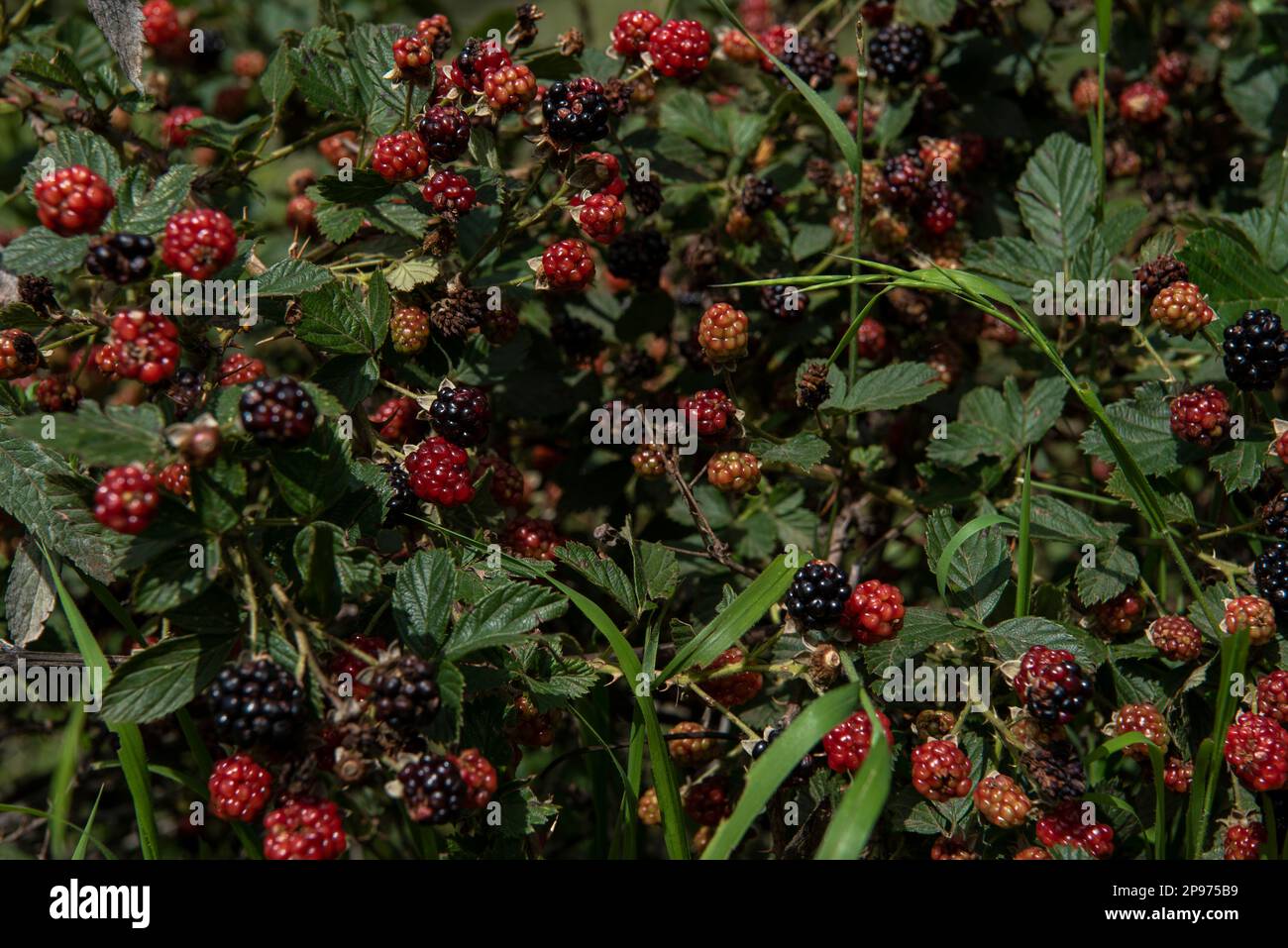 Blackberries growing in the wild in Natal, Himeville area Stock Photo ...