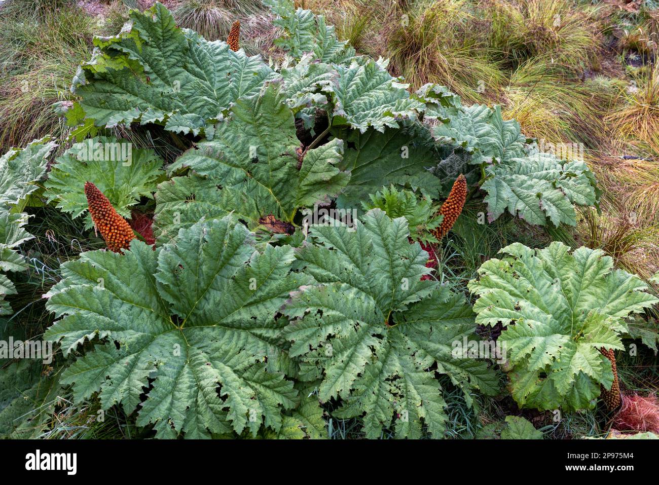 Nalca plants along the wooden paths of Tortel, Patagonia, Chile Stock ...