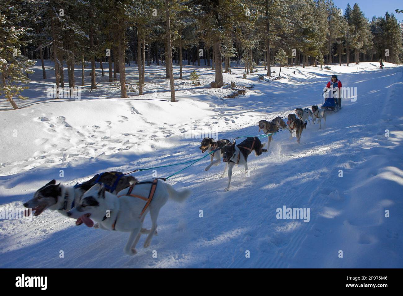 Pirena. Sled dog race in the Pyrenees going through Spain, Andorra and ...