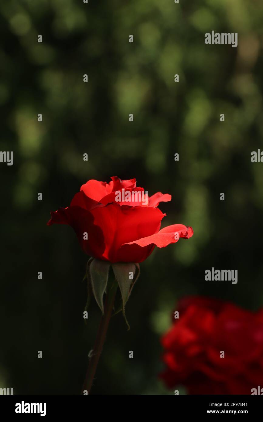 A vertical shot of a cluster of a red rose with out-of-focus trees ...