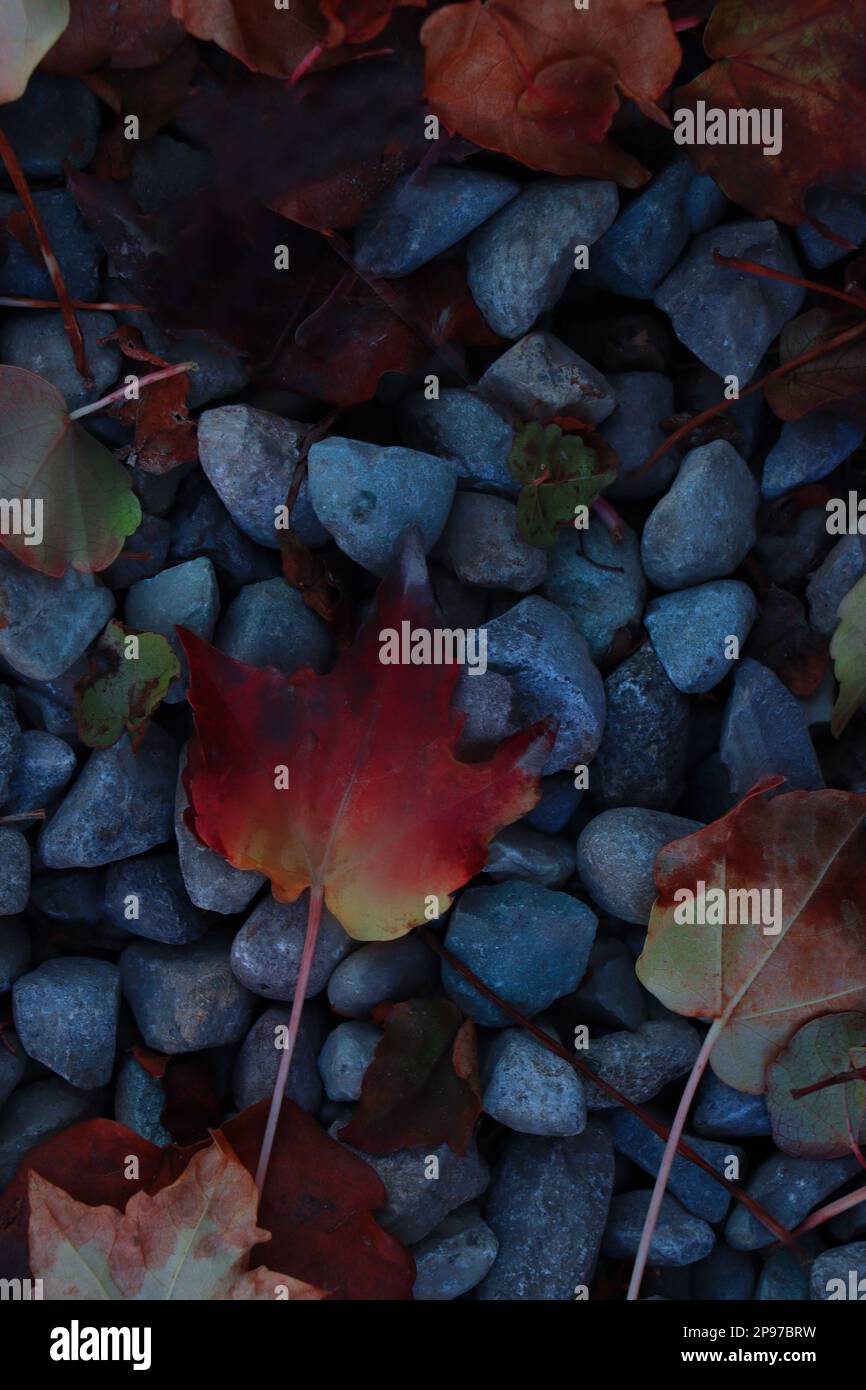 A vertical shot of a pile of freshly-fallen red maple leaves scatter ...