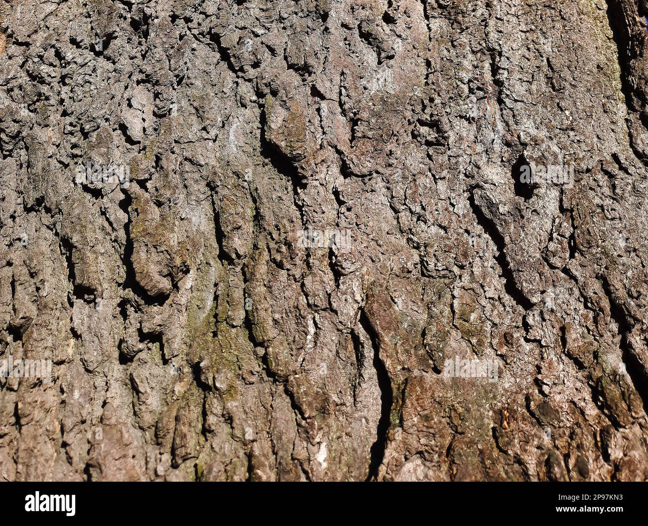 Iron bark tree hi-res stock photography and images - Alamy