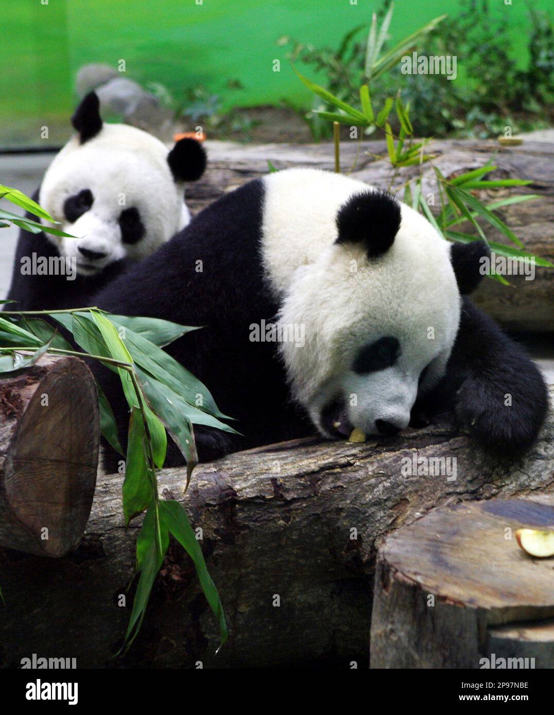 ** RETRANSMISSION ** Tuan Tuan and Yuan Yuan, the two giant panda from ...
