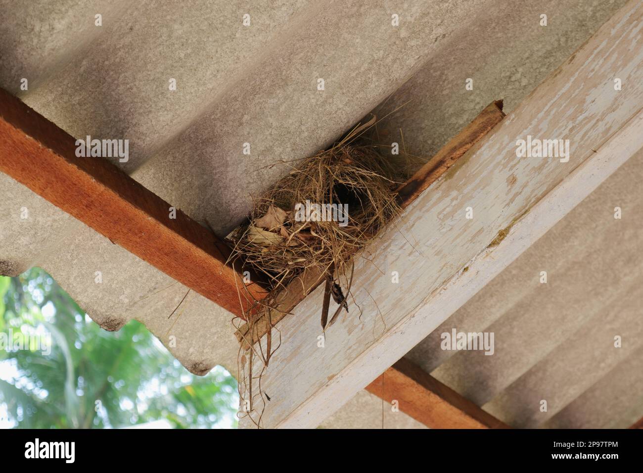 A bird nest made inside of the roof. The nest was made on the wood roof ...