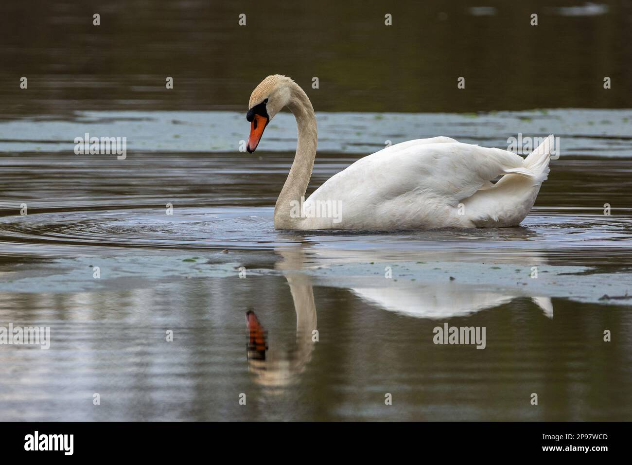 Cigno Reale nel Laghetto Stock Photo - Alamy