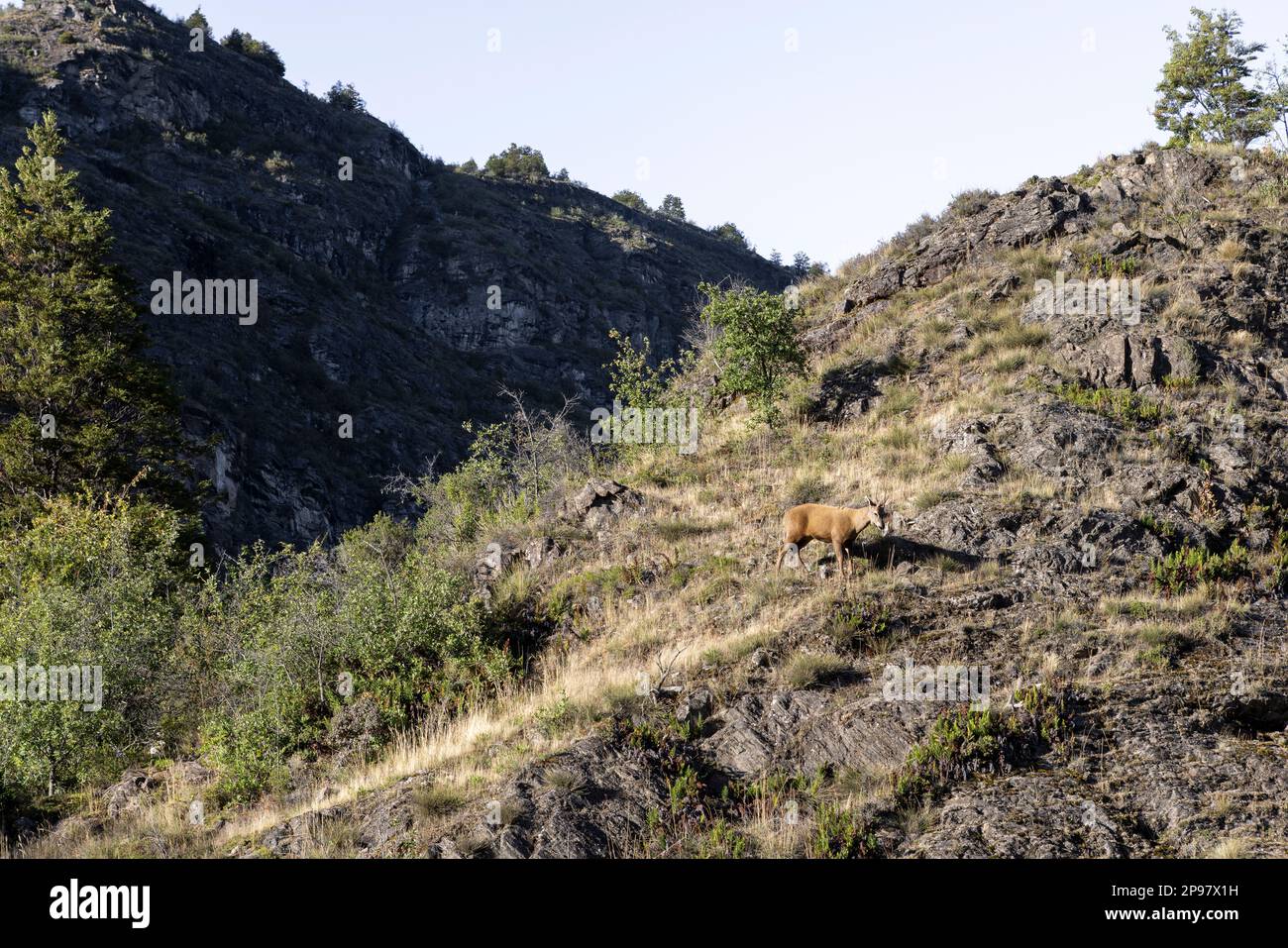 Huemul on a forested hill - andean deer in a remote region of Chile ...