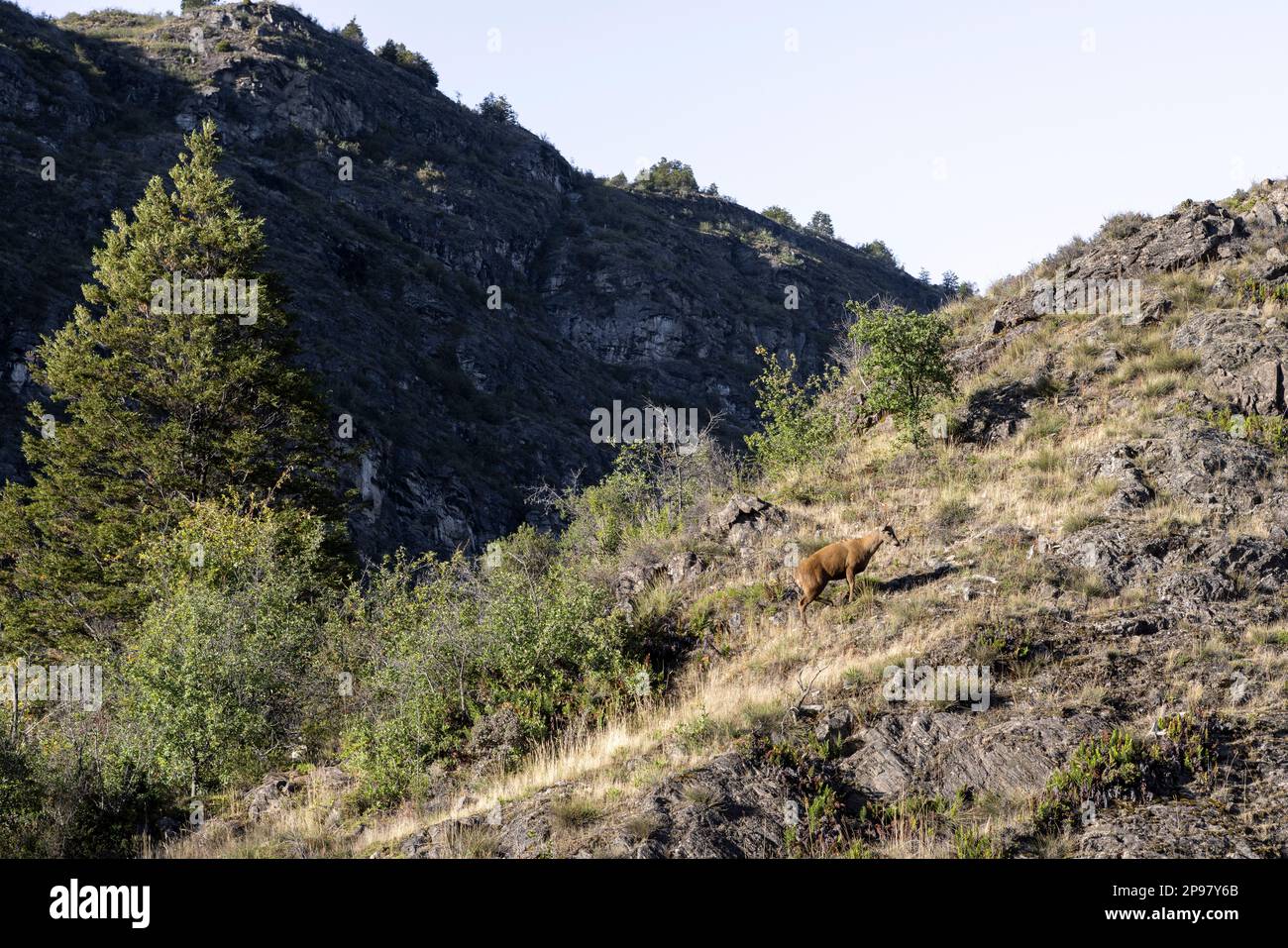 Huemul on a forested hill - andean deer in a remote region of Chile ...