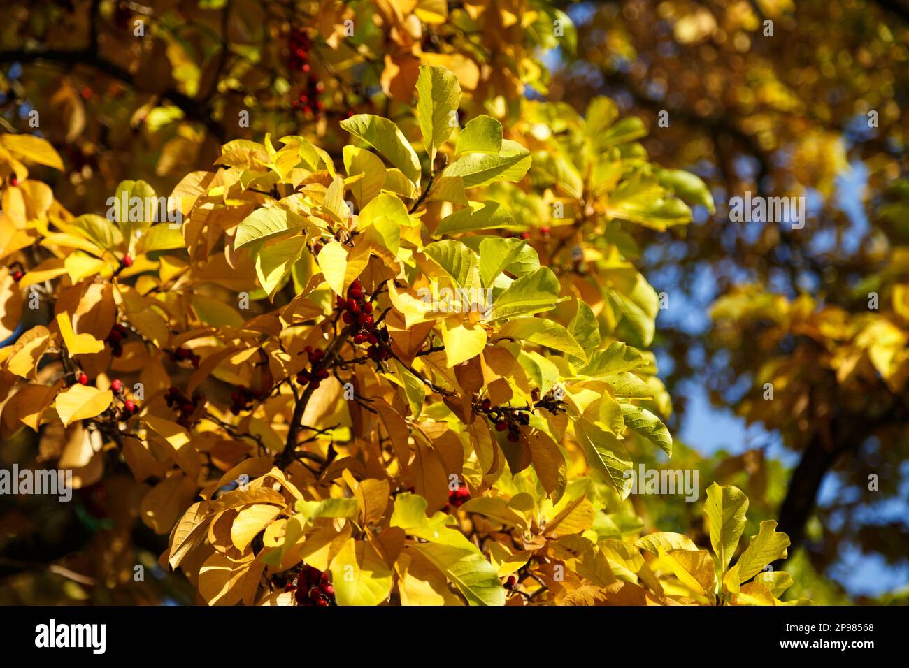 Yellow and orange branches of Magnolia tree in autumn. Magnolia seeds ...