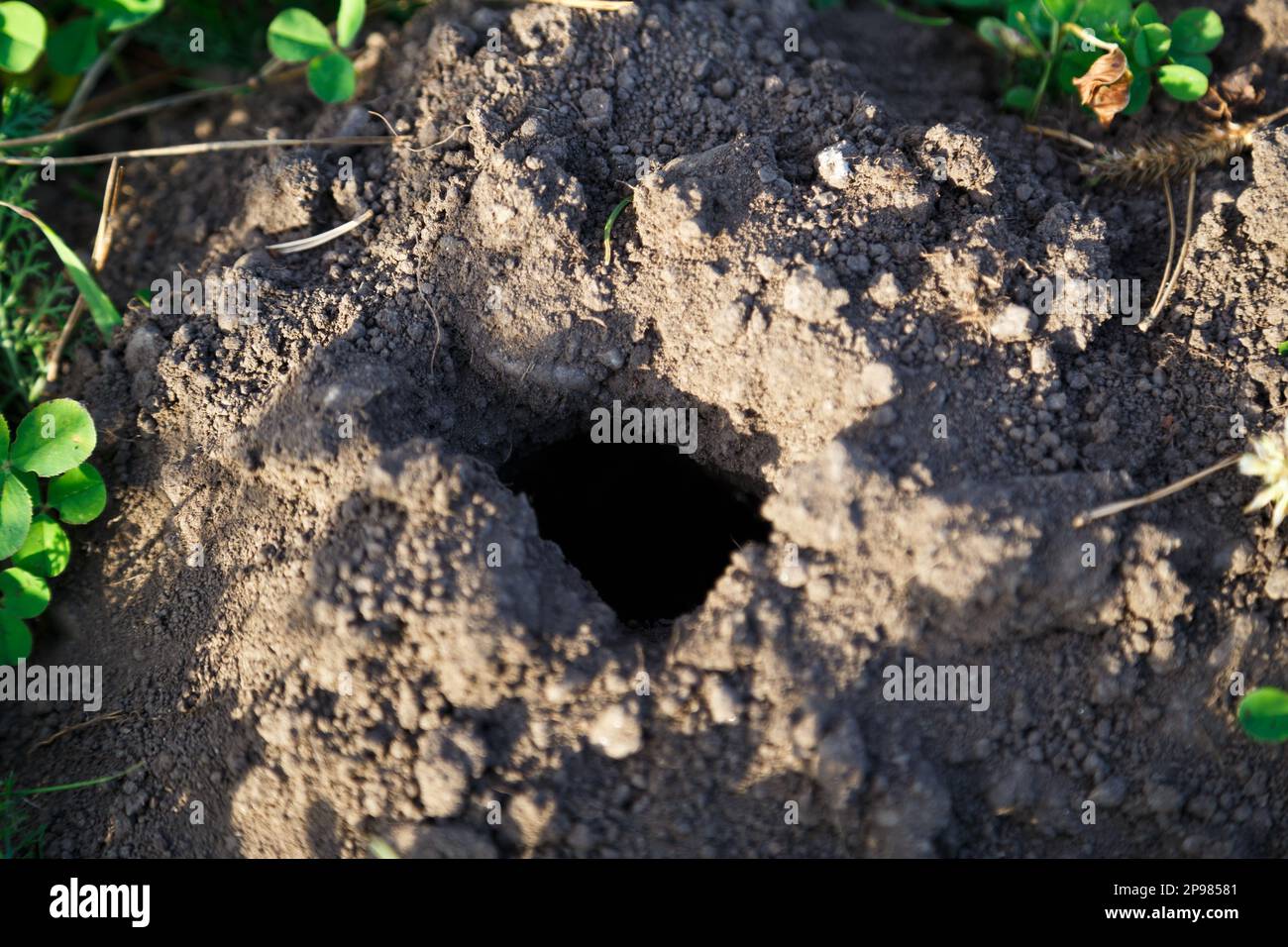 A close up of real wormhole in the park. A hole dug by a mole in the ...