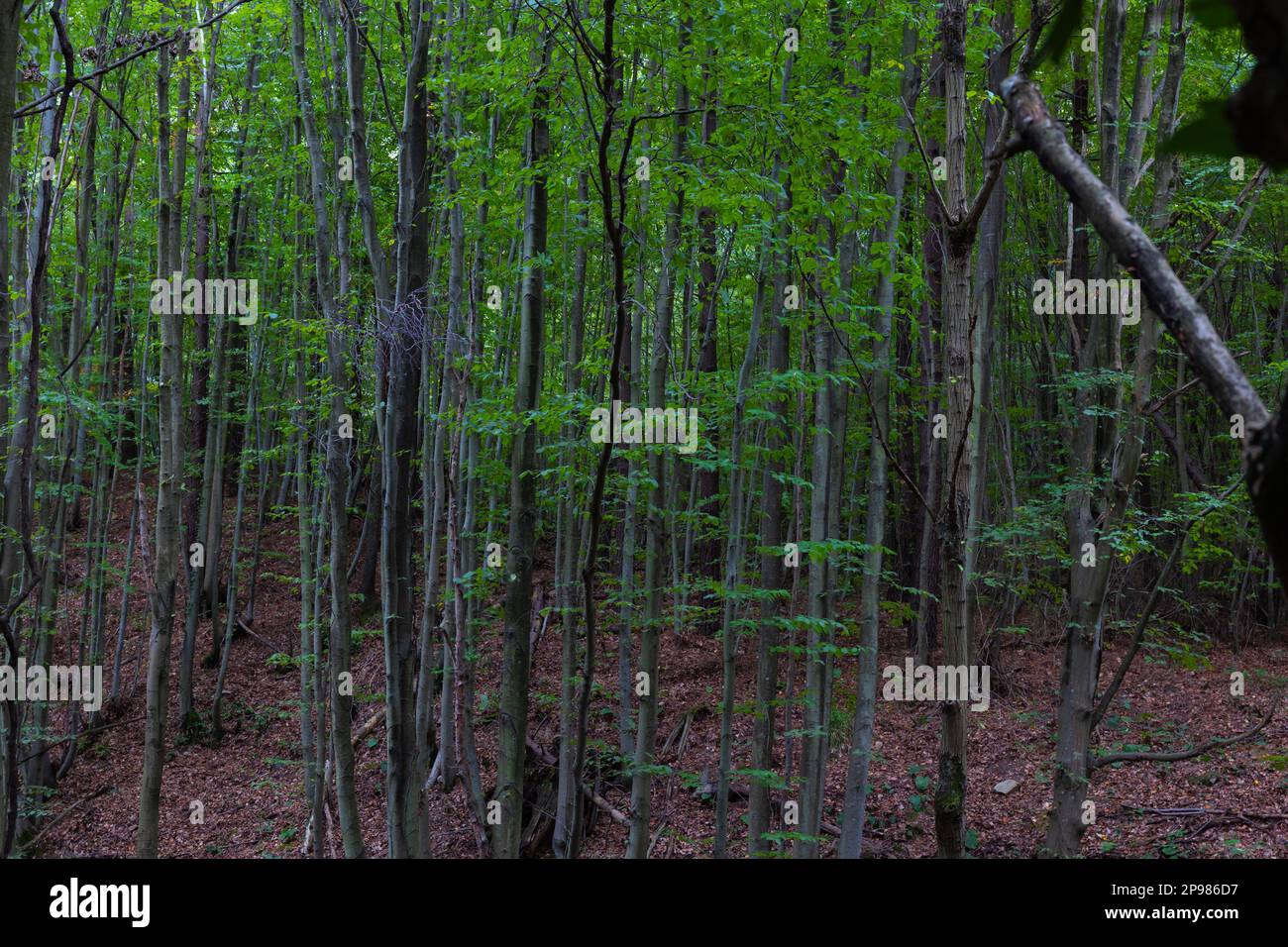 Tall thin trees in forest hi-res stock photography and images - Alamy