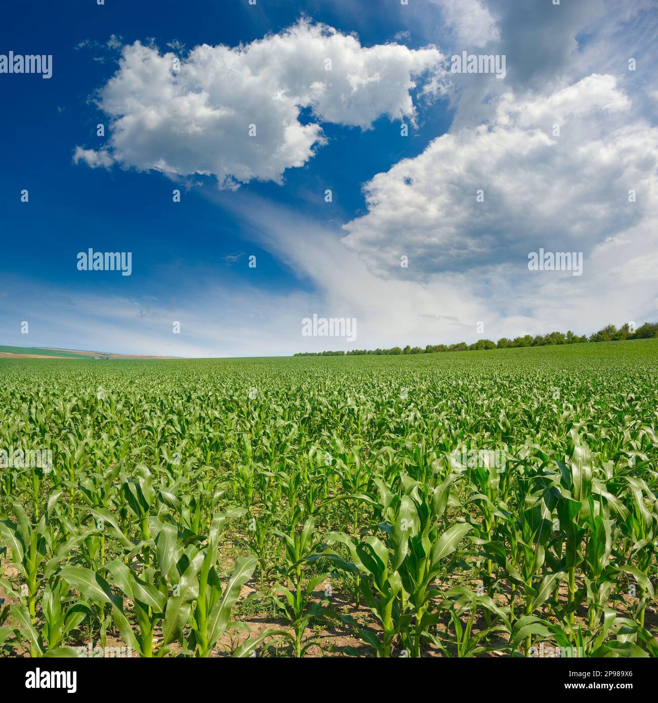 Blue Sky Corn Field