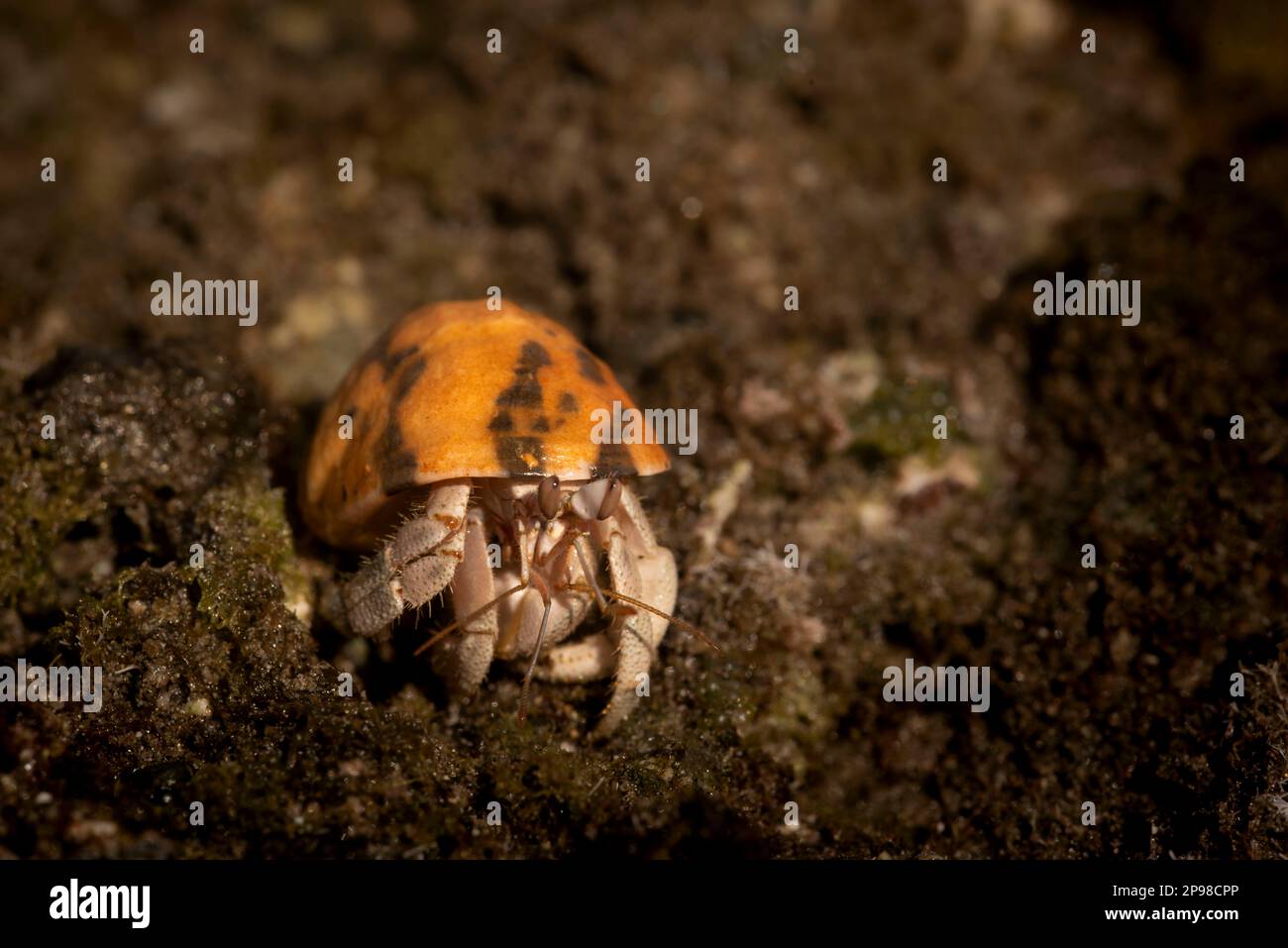Hermit crab. There are up to 500 species of hermit crabs Stock Photo ...